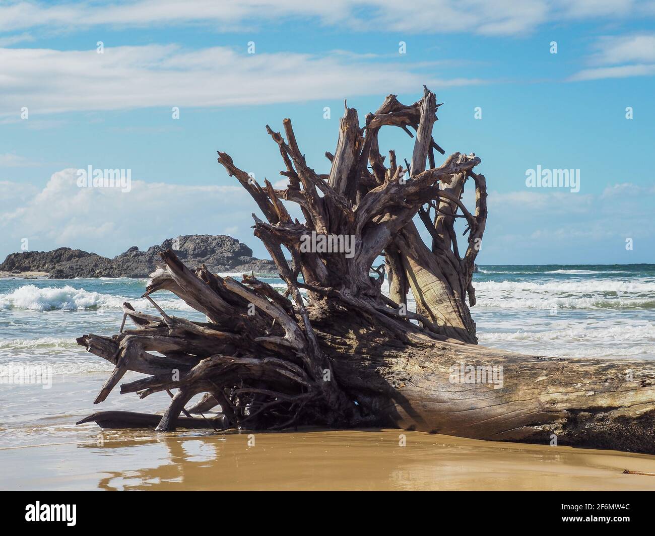An uprooted tree washed up ashore onto the beach after storms Stock ...