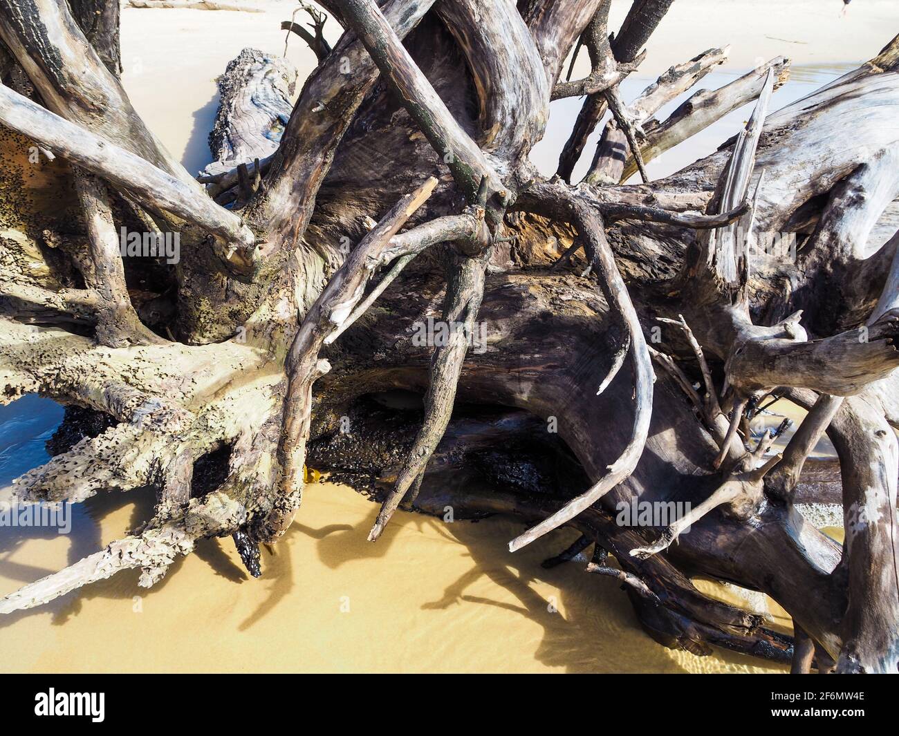 Twisting tree roots hi-res stock photography and images - Alamy