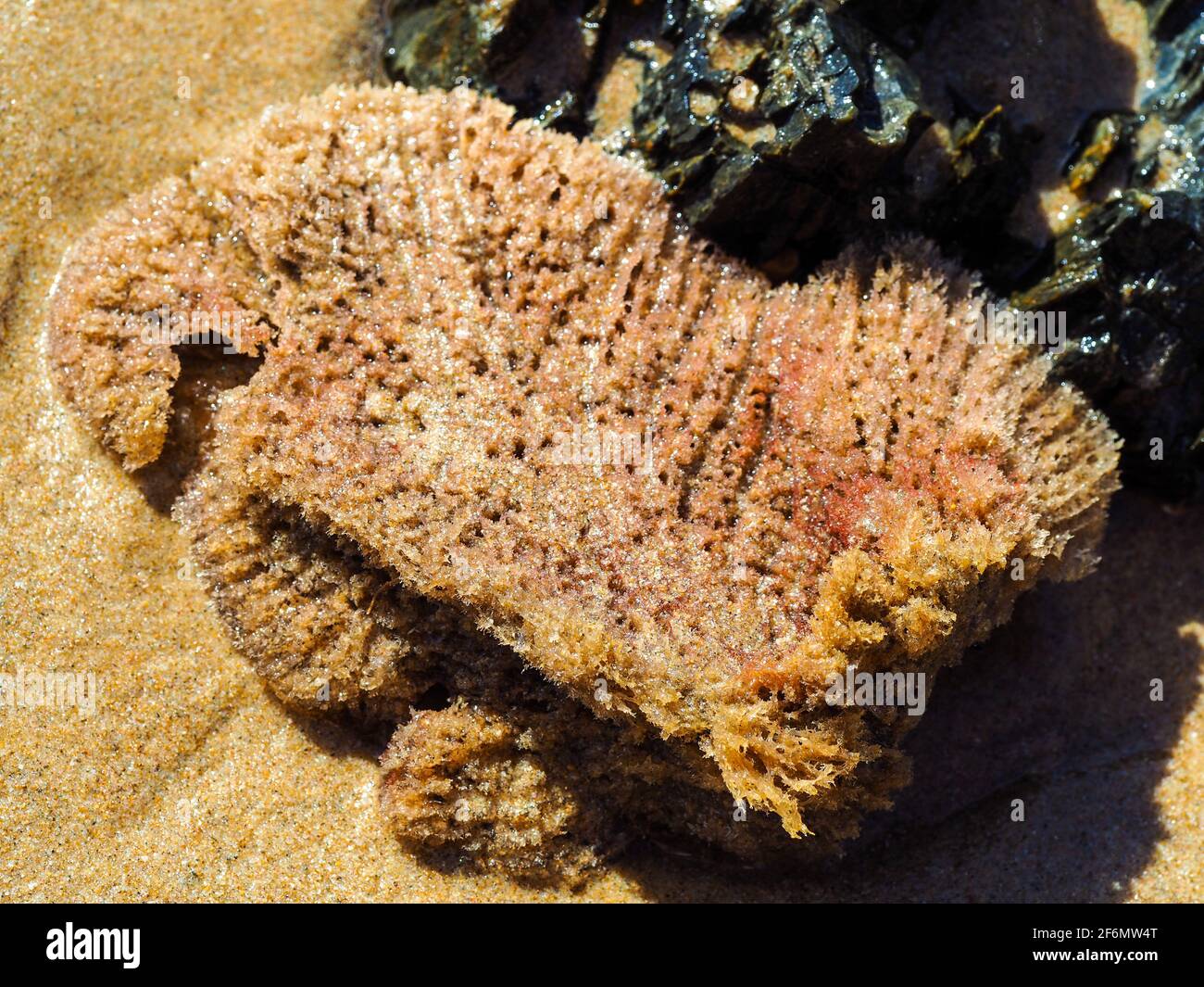 Sea sponge on the beach Stock Photo - Alamy