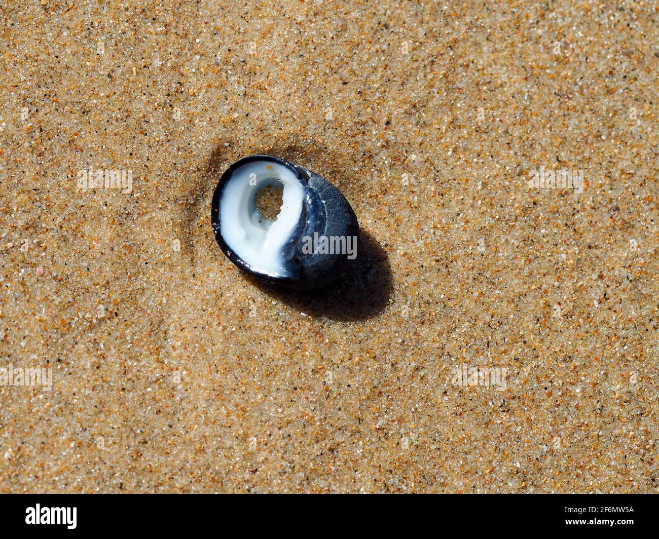 Black nerite shell hi-res stock photography and images - Alamy