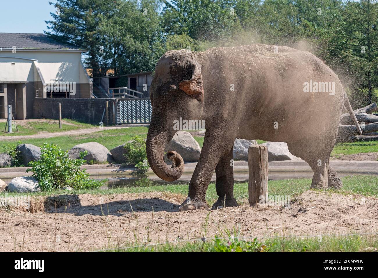 Asian female elephant spraying mud on itself Stock Photo - Alamy