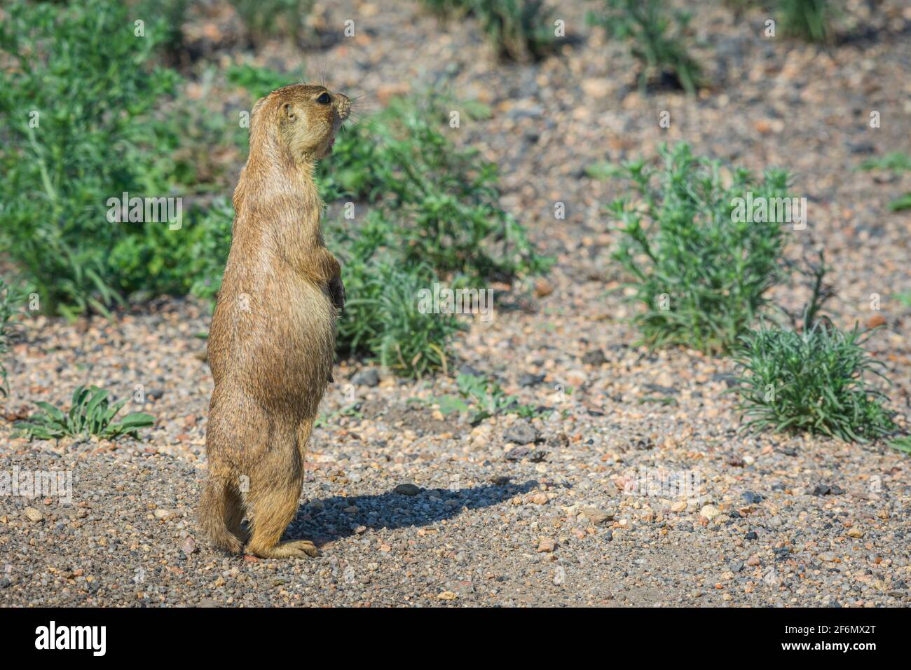 Gunnisons Prairie Dog
