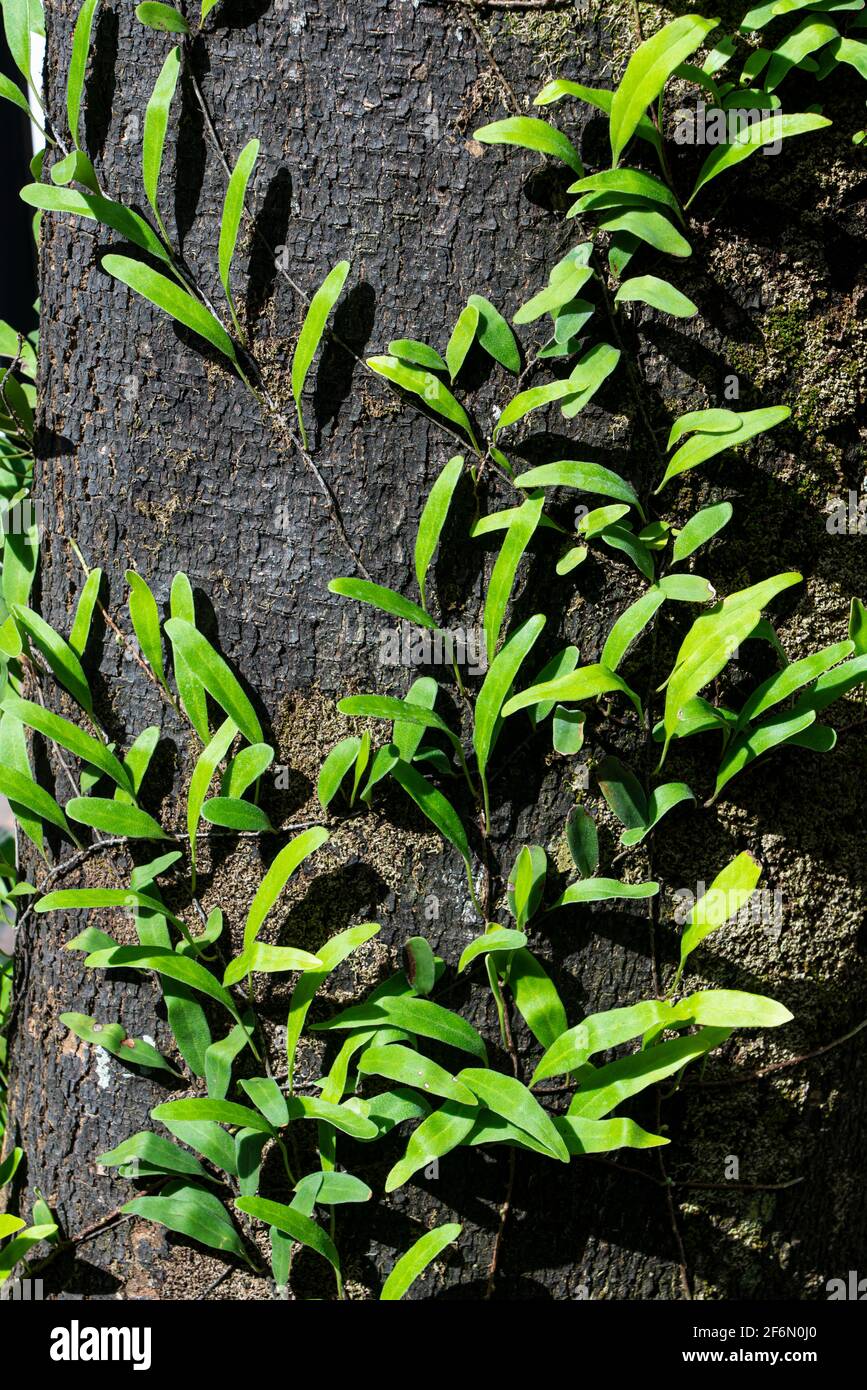 Fern growing on a tree hi-res stock photography and images - Alamy