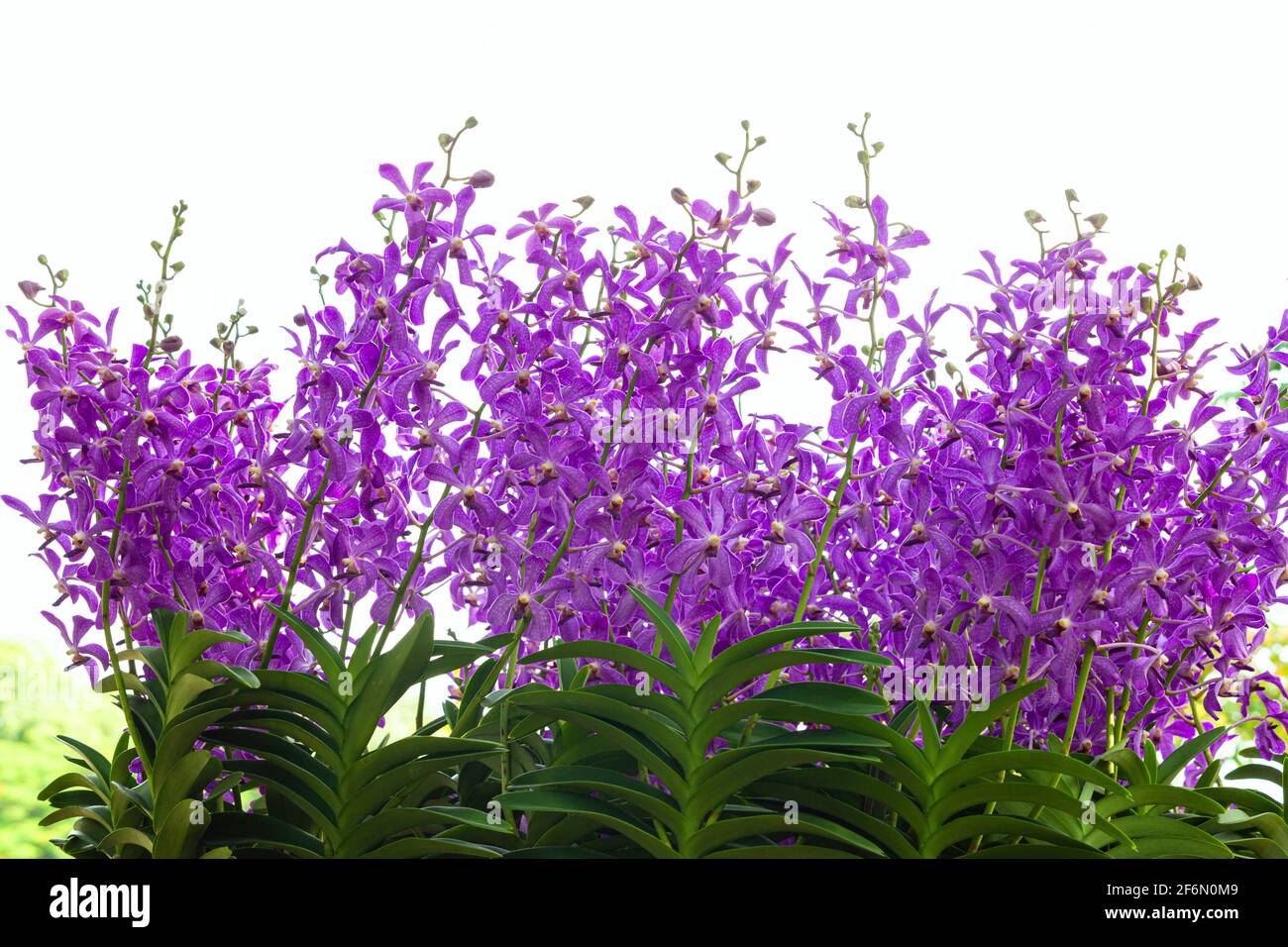 Orchid flower in orchid garden at winter or spring day. Orchid flower ...