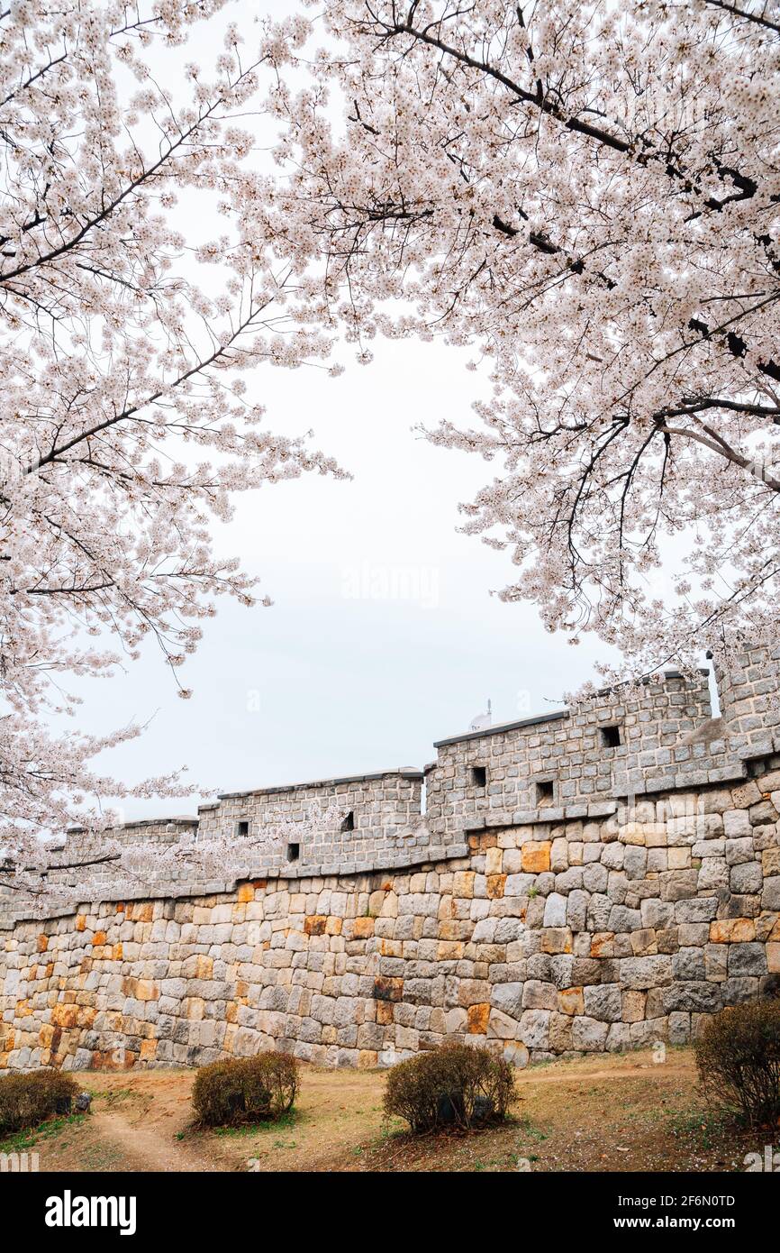 Hwaseong fortress spring in hi-res stock photography and images - Alamy