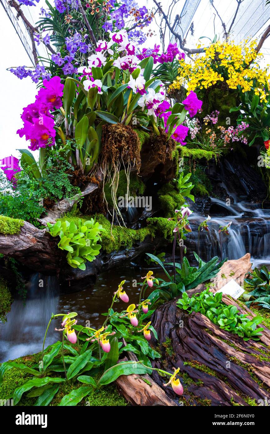 Phalaenopsis orchid waterfall hi-res stock photography and images - Alamy