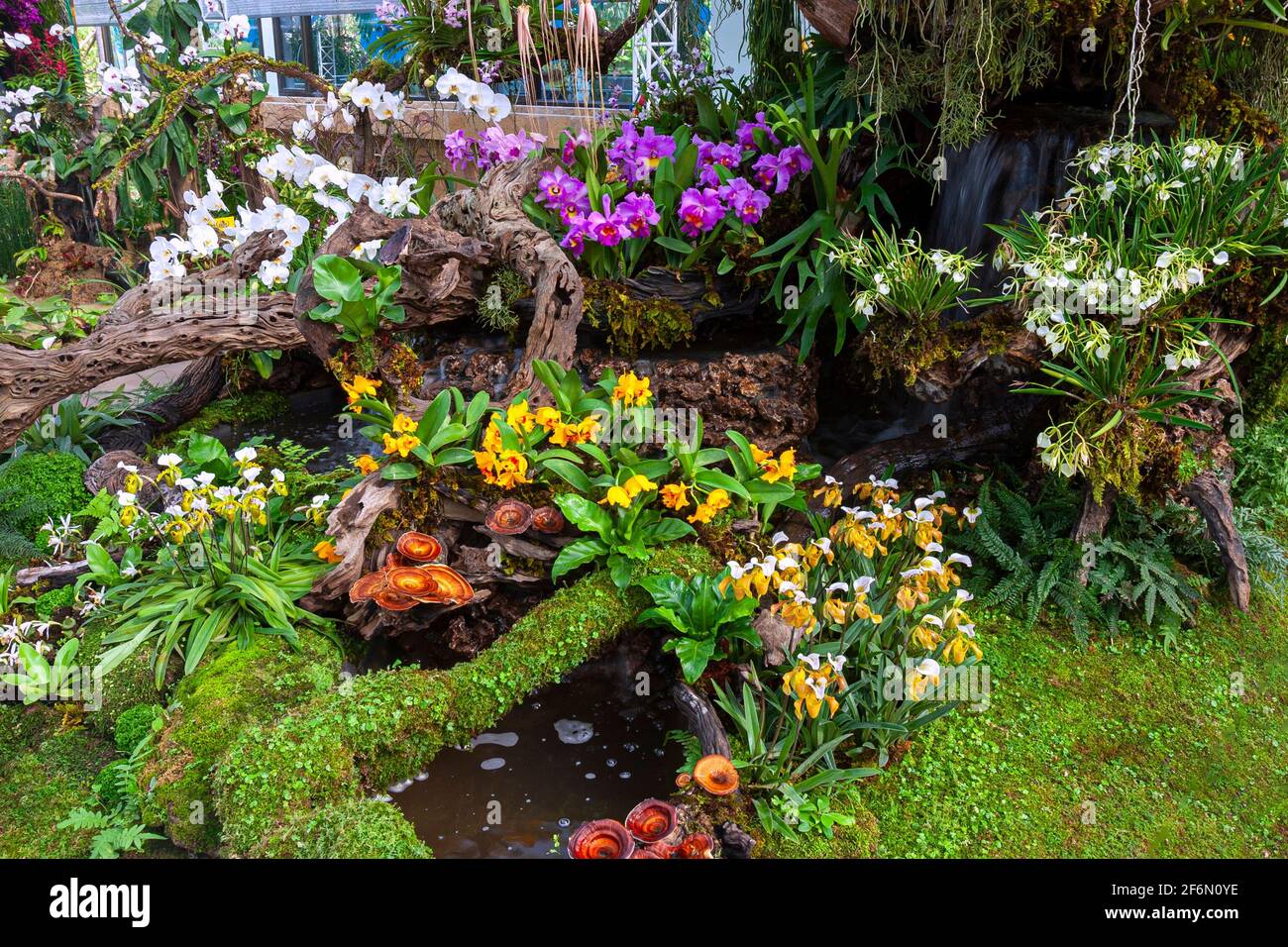 Phalaenopsis orchid waterfall hi-res stock photography and images - Alamy