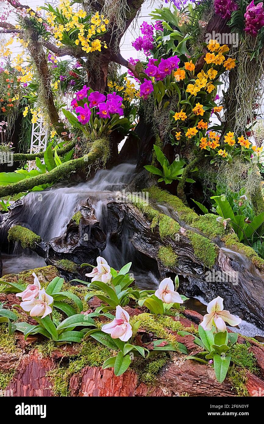 Phalaenopsis orchid waterfall hi-res stock photography and images - Alamy