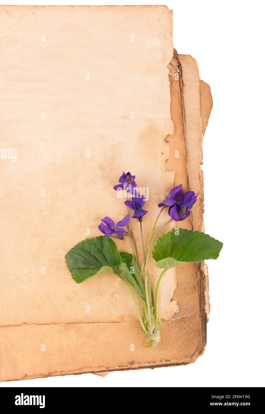 Vintage romantic background with old book, violet flowers Stock Photo ...