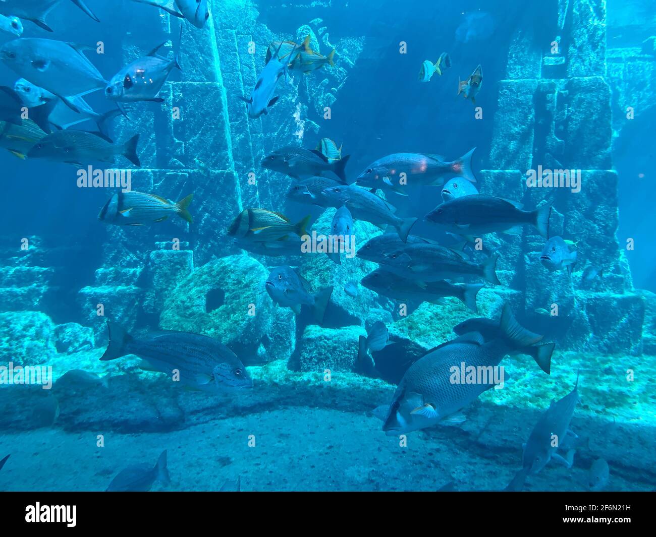 Fish in underwater aquarium Stock Photo - Alamy