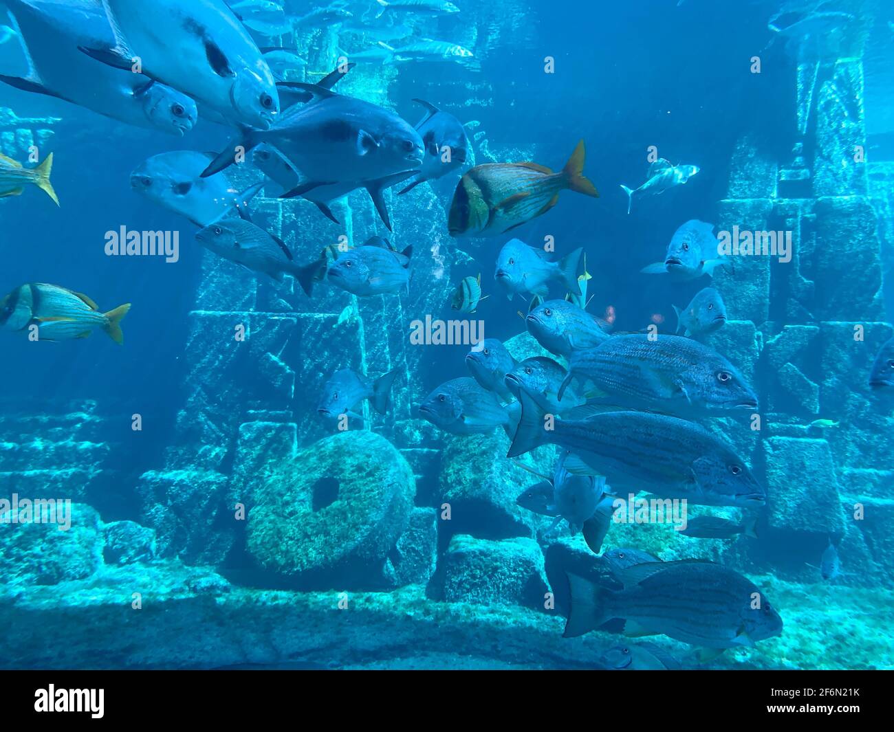 Fish in underwater aquarium Stock Photo - Alamy