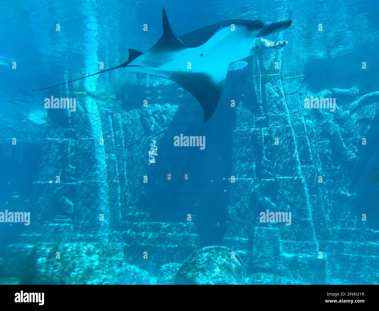 Manta Ray swimming in an underwater aquarium Stock Photo - Alamy
