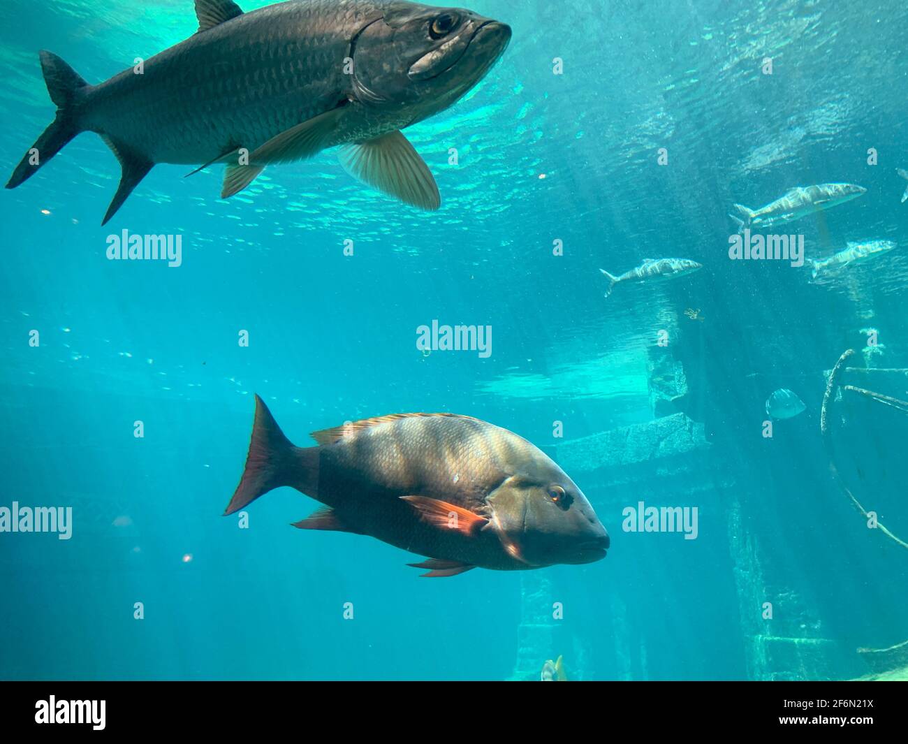 Fish in underwater aquarium Stock Photo - Alamy