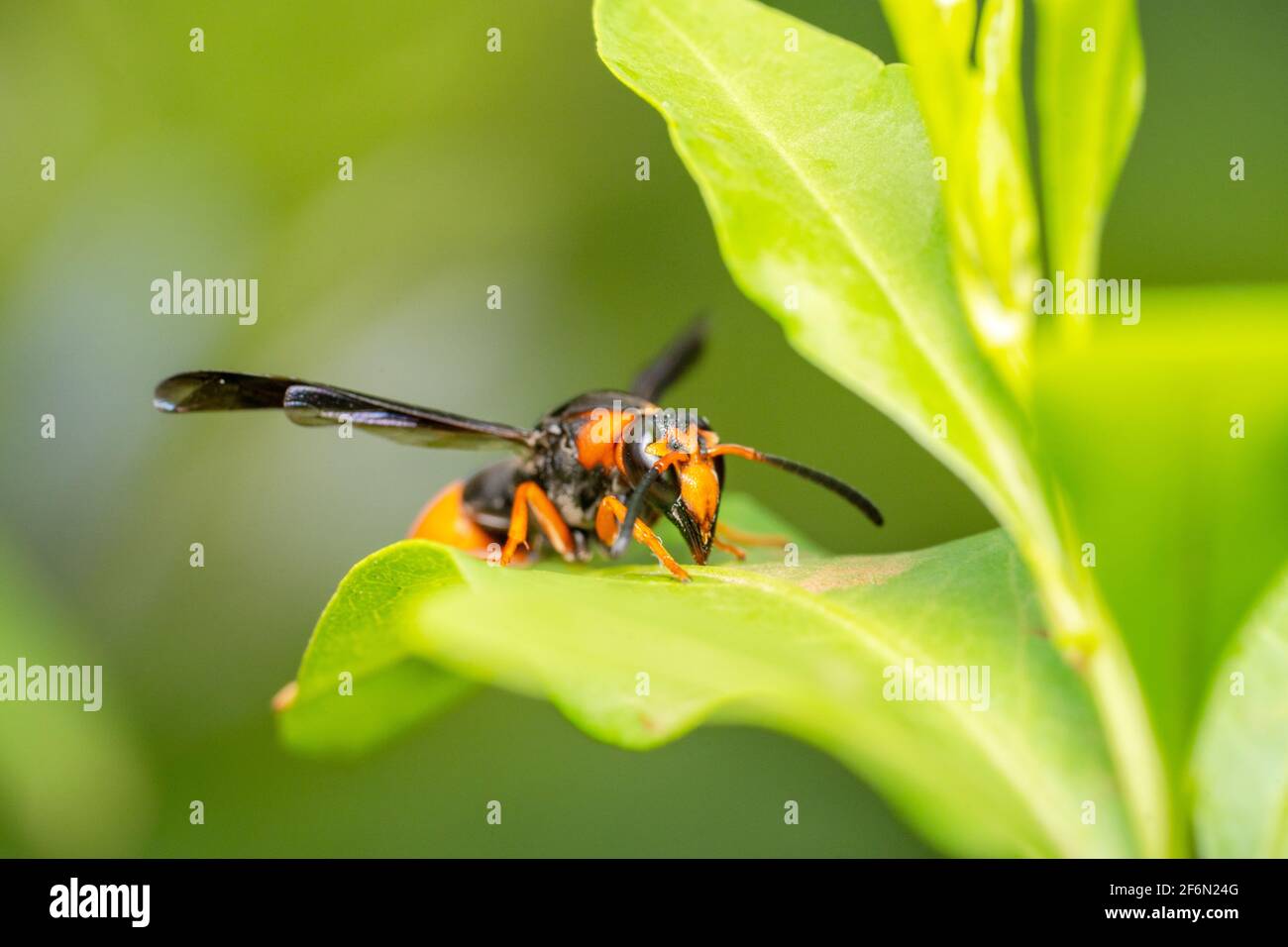 Super Close up full body shot of an Orange Potter Wasp Eumenes ...