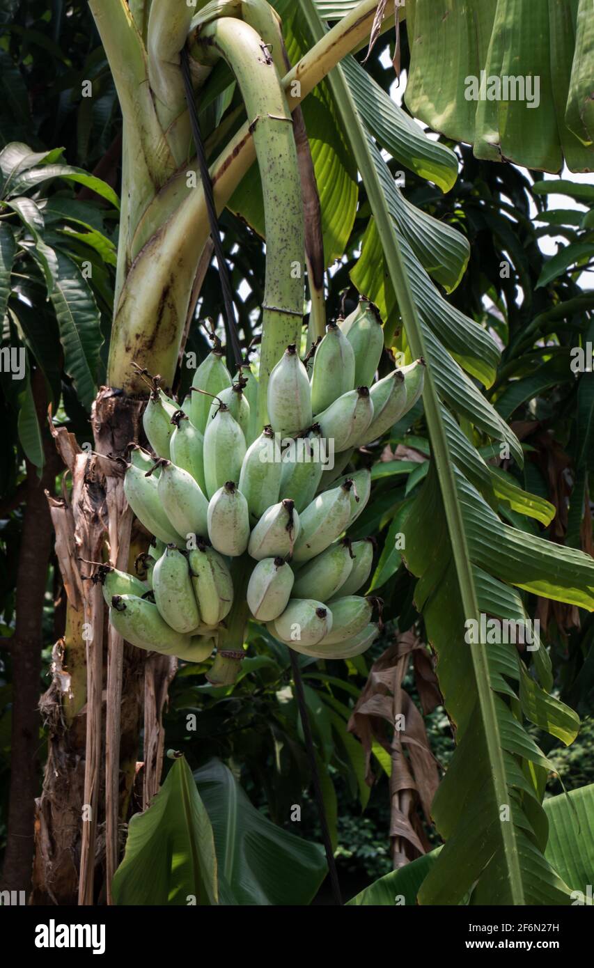 Close up of Fresh Cultivated banana chain is growing from banana tree ...