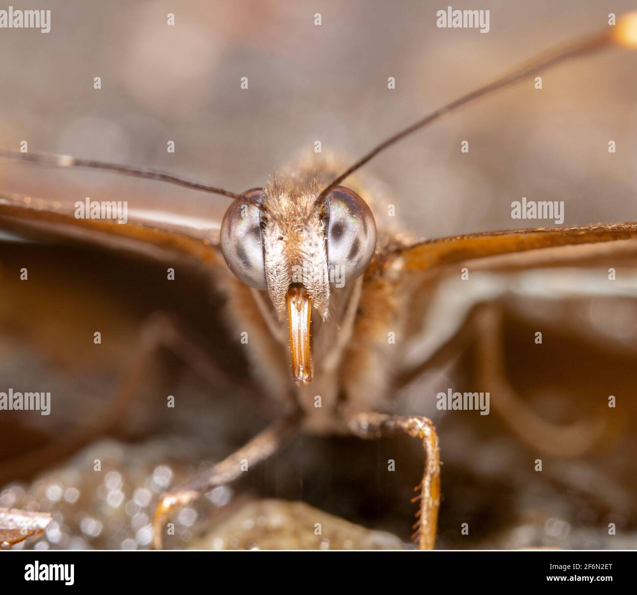 Orange butterfly with scary eyes Stock Photo - Alamy
