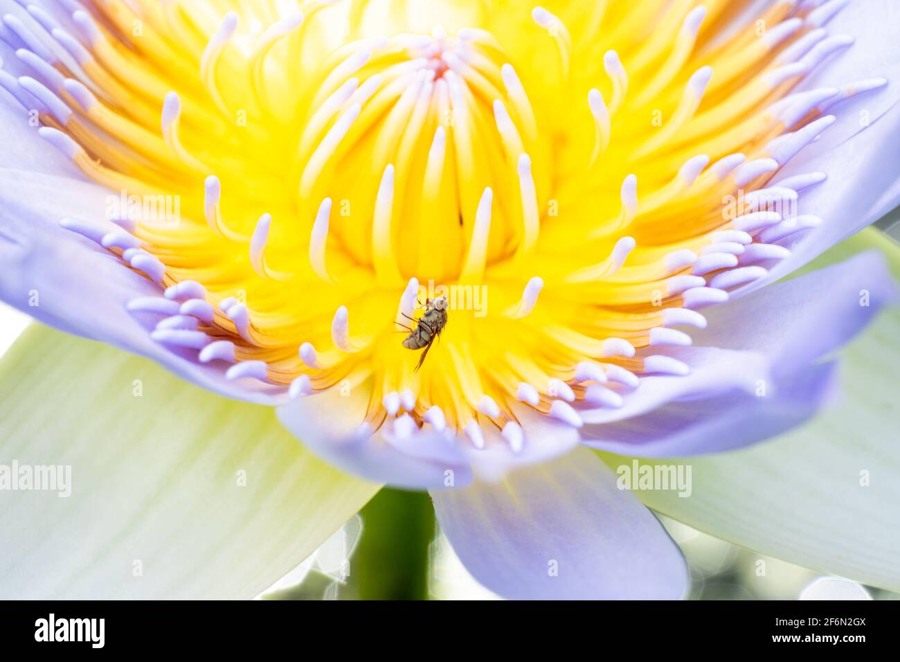 Glowing lotus flower hi-res stock photography and images - Alamy