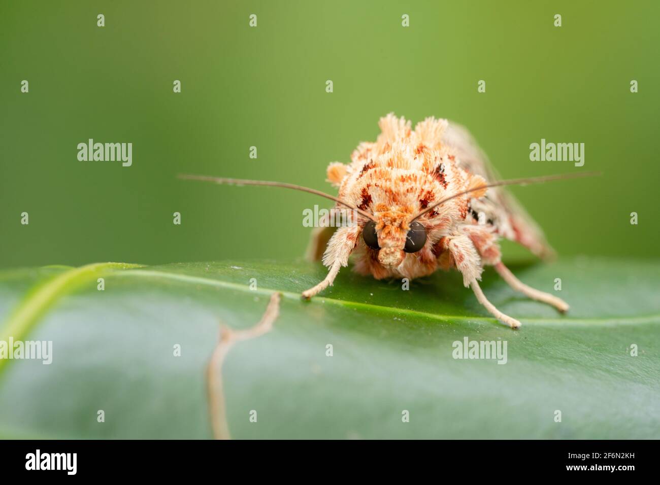 Big fluffy orange patterned moth Stock Photo - Alamy