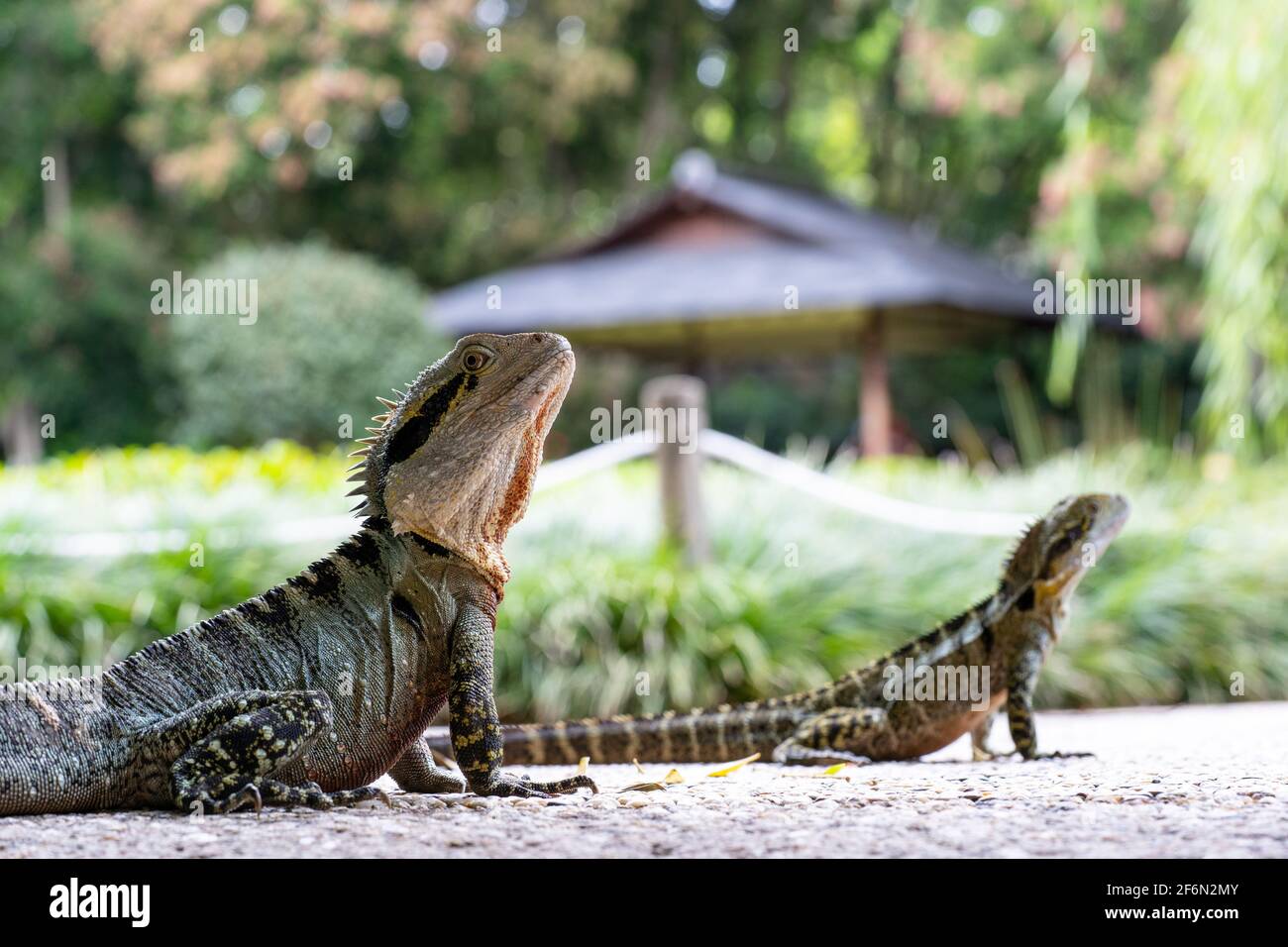 Australian water dragon sun bathing Stock Photo - Alamy