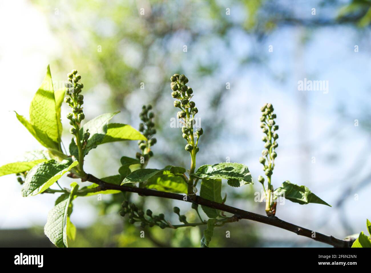 A branch of a bird cherry. The buds are swollen. Blooming bird cherry ...