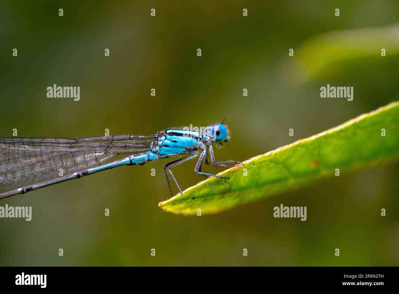 Damselfly anatomy hi-res stock photography and images - Alamy