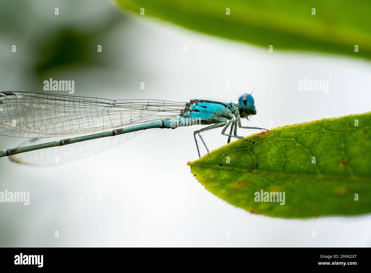 Damselfly anatomy hi-res stock photography and images - Alamy