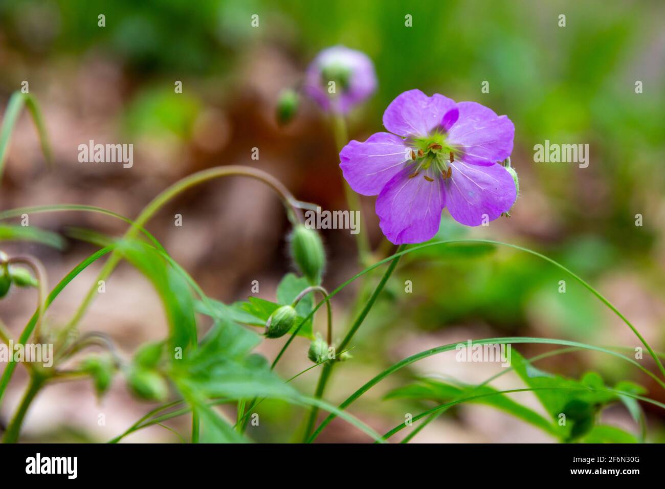 Violets are among the wildflowers growing in Pokagon State Park near ...