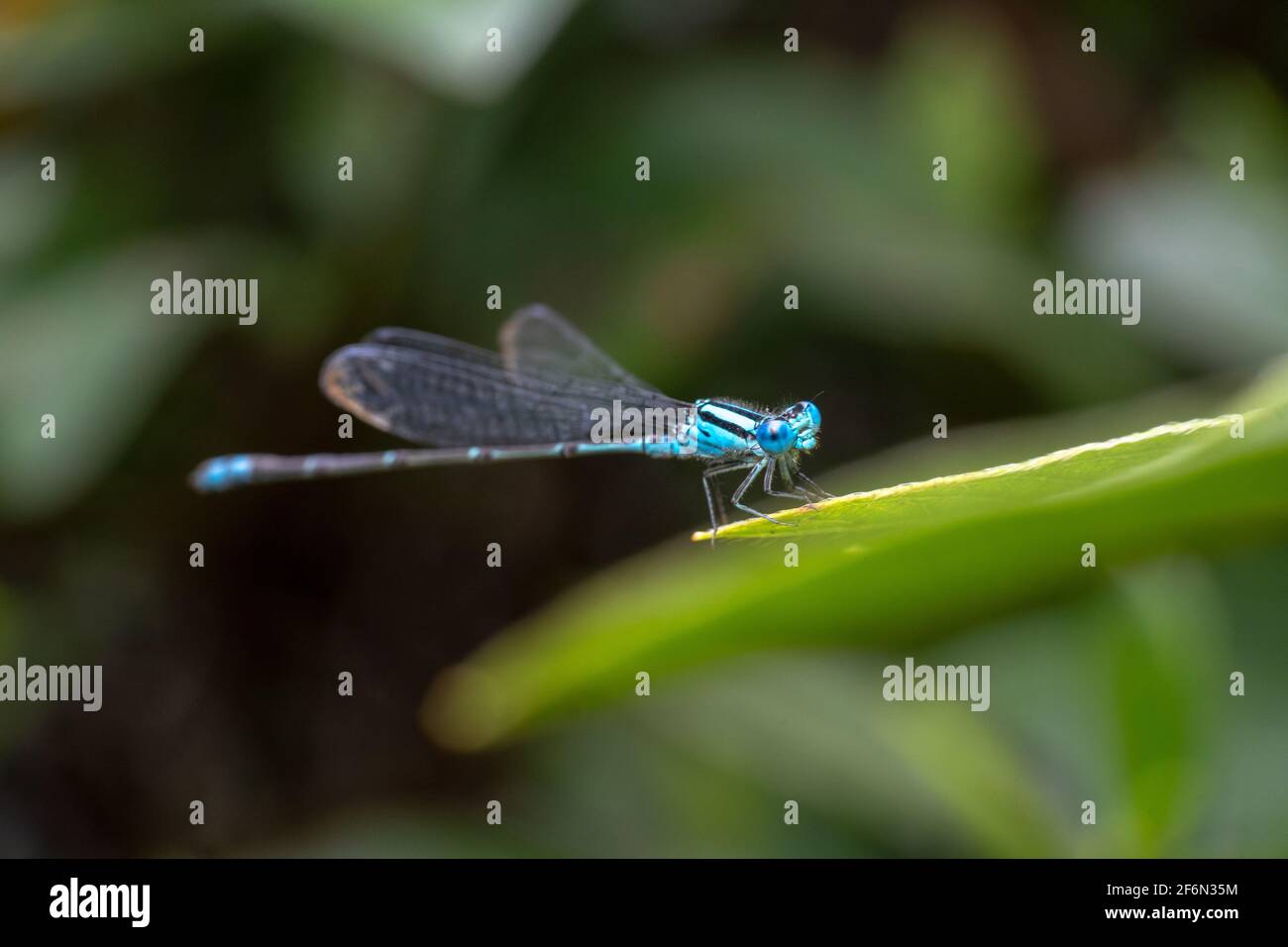 Side view of a blue damselfly with patterned wings Stock Photo - Alamy