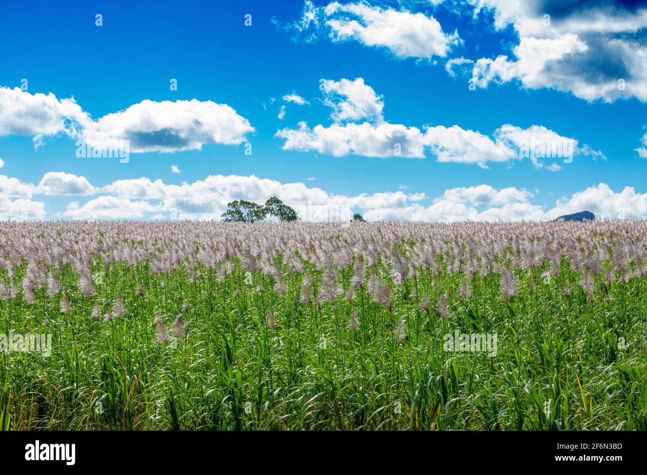 Saccharum tall plants hi-res stock photography and images - Alamy