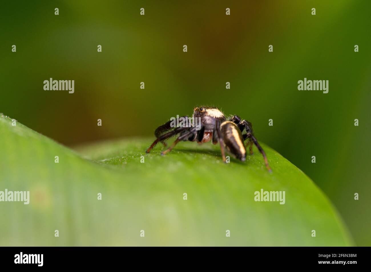 Dark jumping spider shot from behind Stock Photo - Alamy