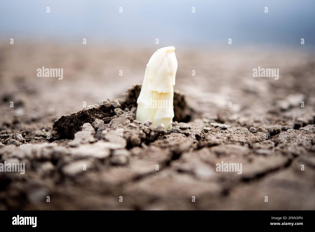 Bassum, Germany. 01st Apr, 2021. An asparagus tip has broken through ...
