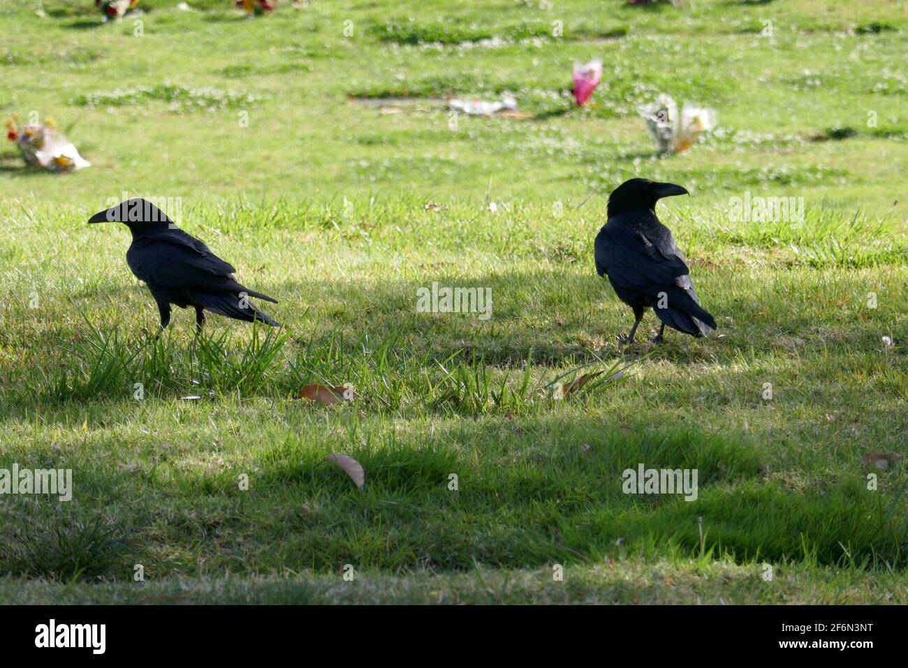 Crows in cemetery High Resolution Stock Photography and Images - Alamy