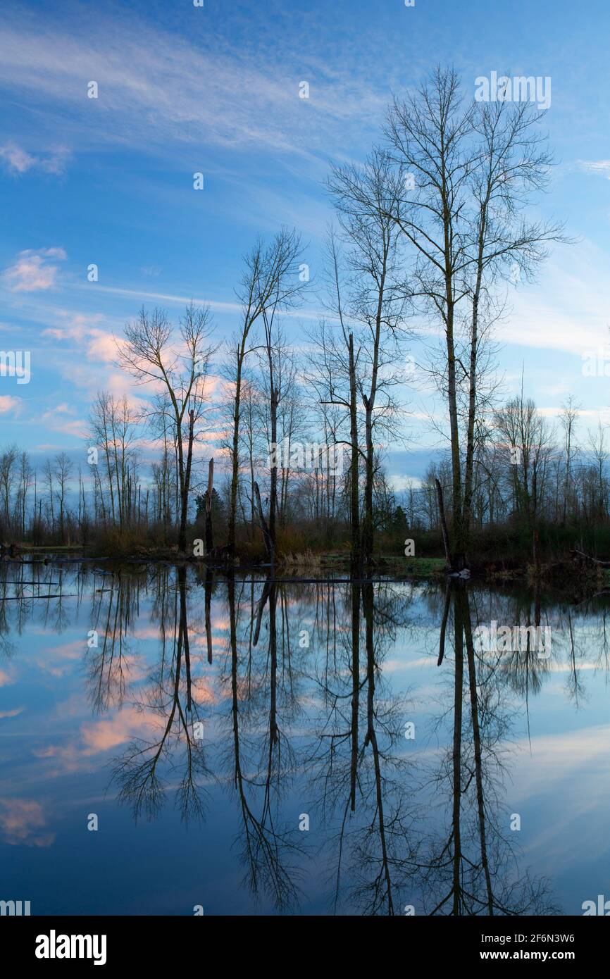 St louis ponds wildlife hi-res stock photography and images - Alamy
