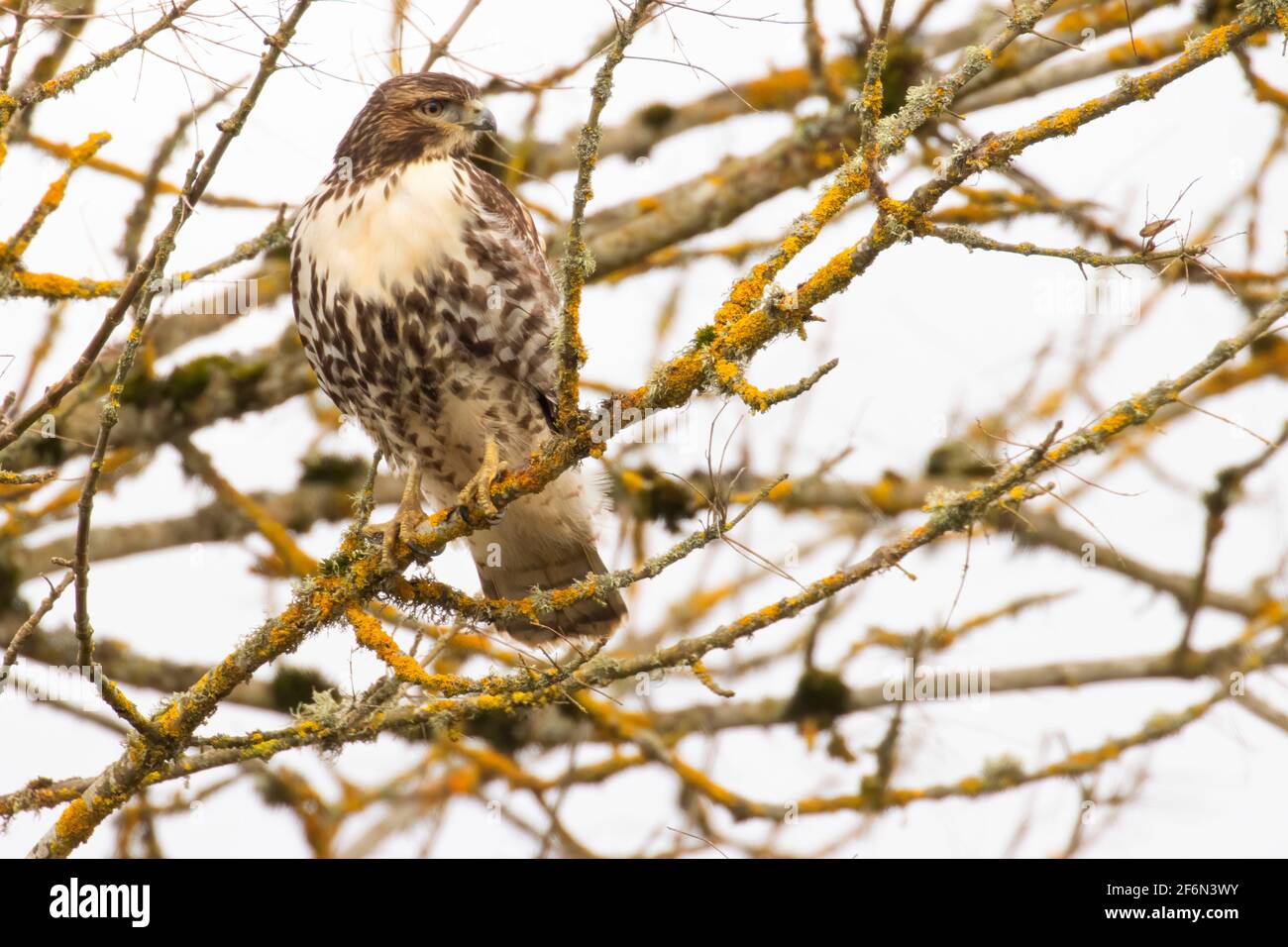 Red-tailed hawk (Buteo jamaicensis), Ankeny National Wildlife Refuge ...