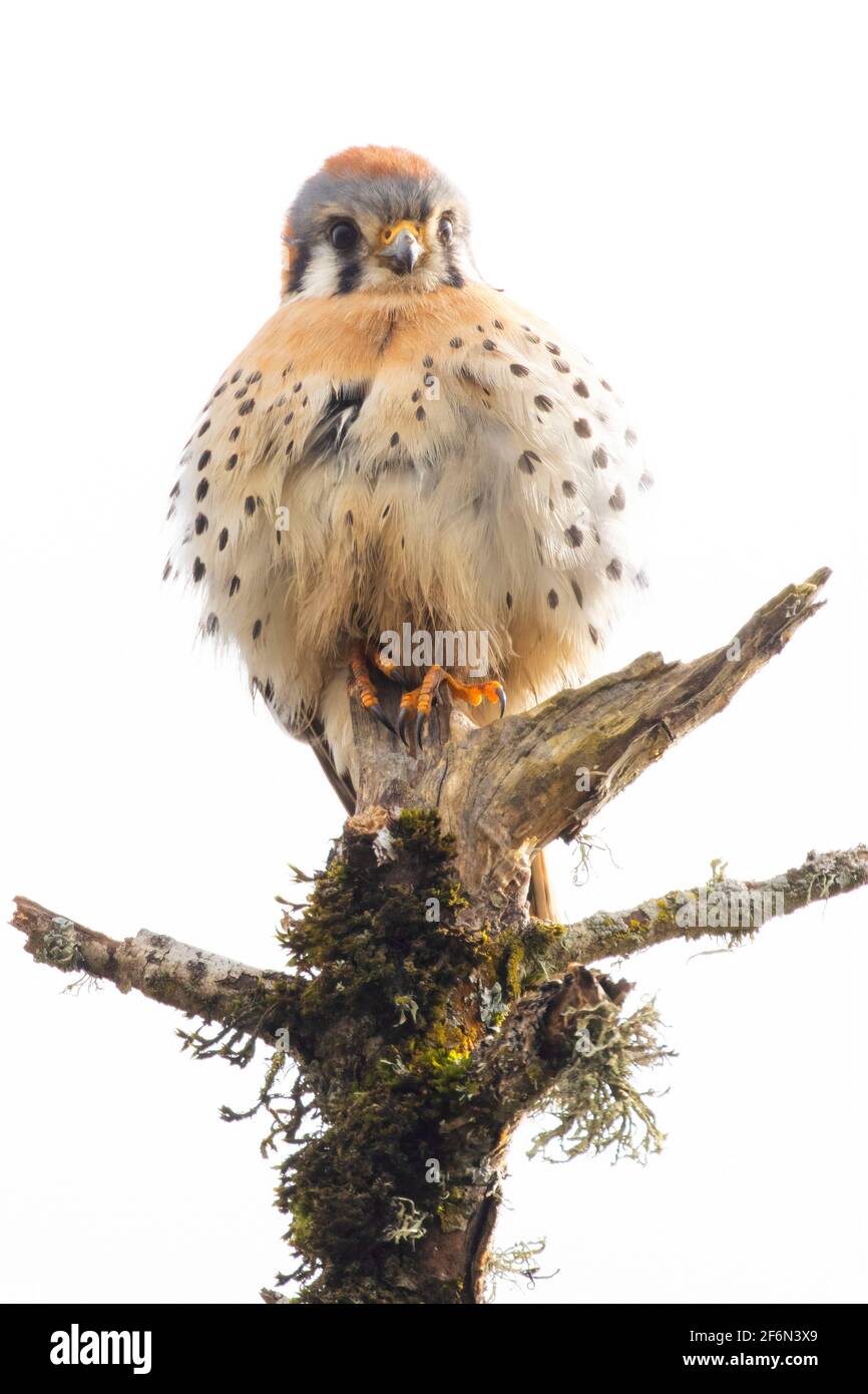 American Kestrel (Falco sparverius), Ankeny National Wildlife Refuge ...