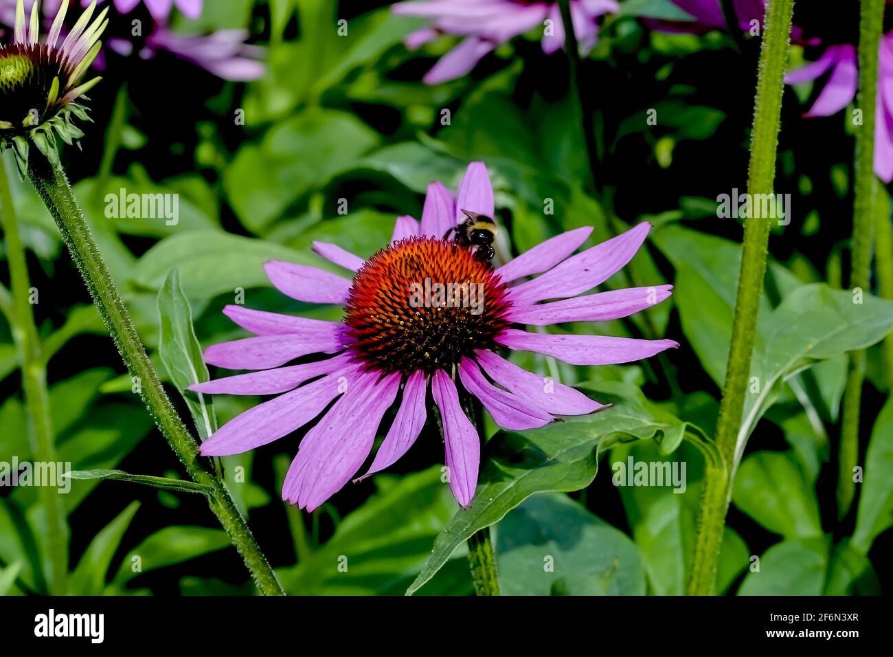 Flower of the medicinal plant "Purple coneflower", Echinacea purpurea ...