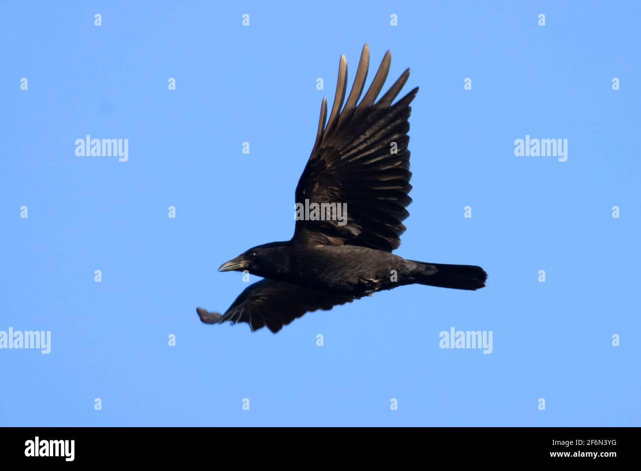 American Crow (Corvus brachyrhynchos), Ankeny National Wildlife Refuge ...