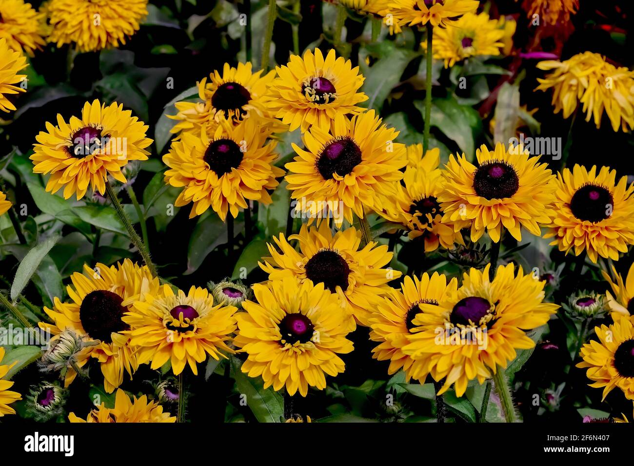 Flower of the Gloriosa Daisy "Maya", Rudbeckia hirta, in summer ...
