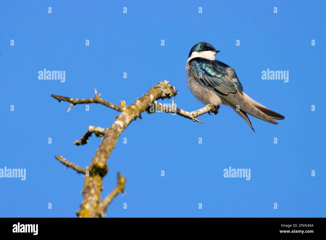 Tree Swallow (Tachycineta bicolor), St Louis Ponds Public Fishing Area ...