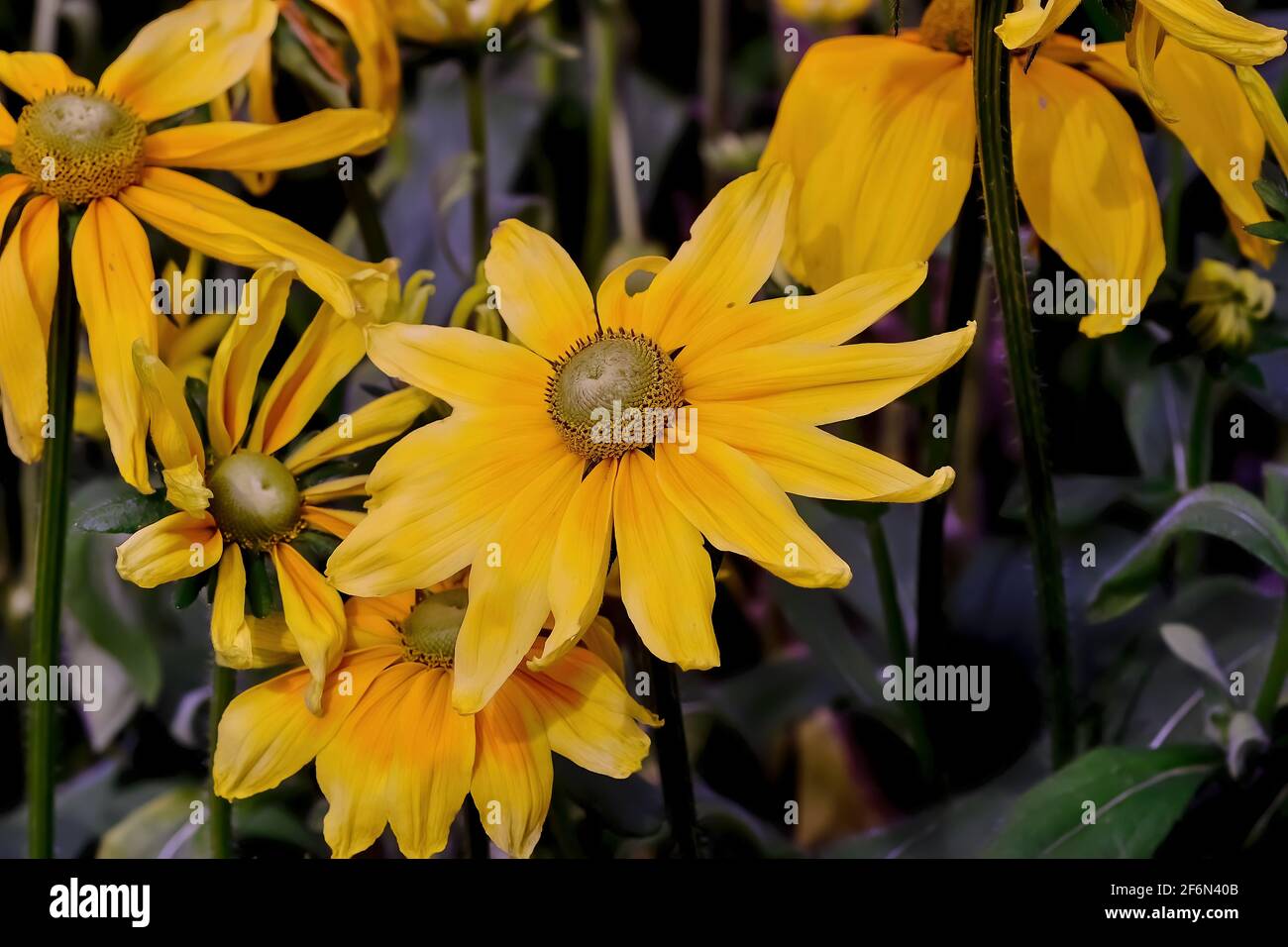 Flower of the Gloriosa Daisy "Prairie Sun", Rudbeckia hirta, in summer ...