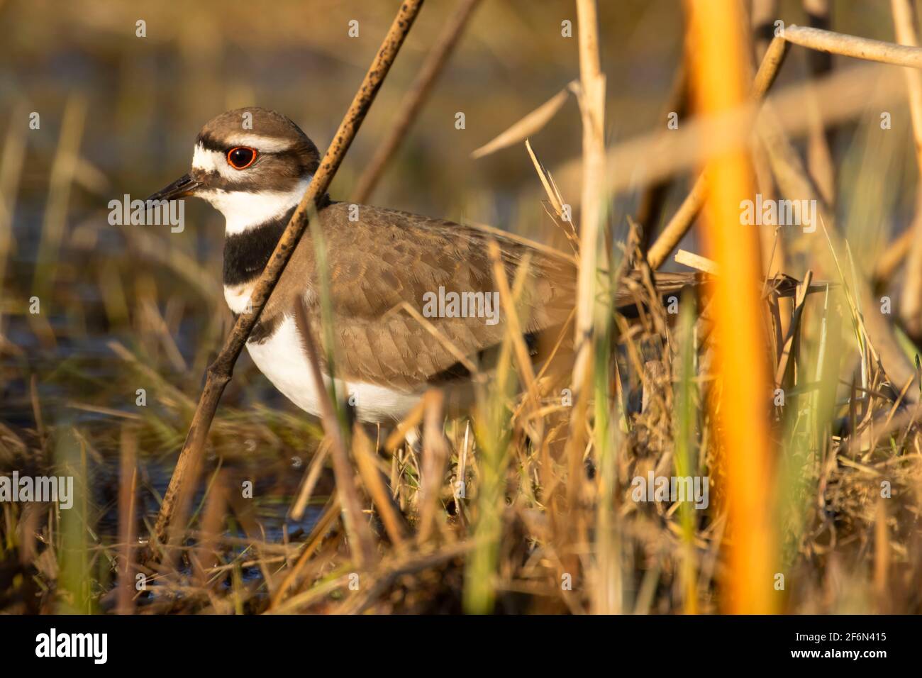Ona beach state park hi-res stock photography and images - Alamy