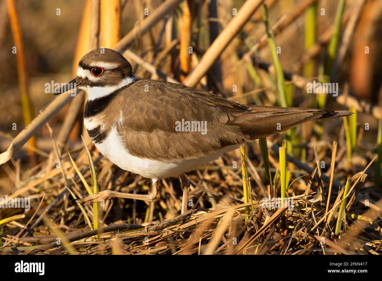 Ona beach state park hi-res stock photography and images - Alamy