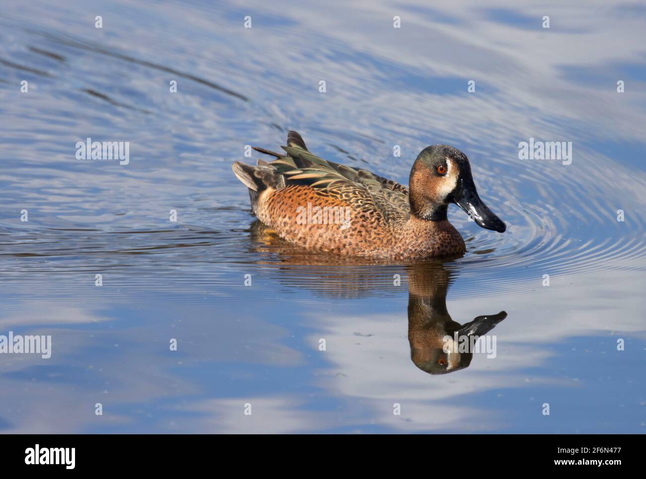 Blue-winged teal (Anas discors), Talking Water Gardens, Albany, Oregon ...