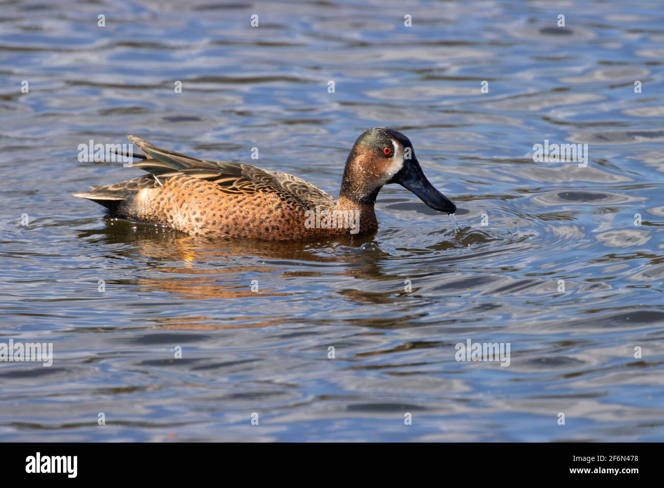 Blue-winged teal (Anas discors), Talking Water Gardens, Albany, Oregon ...