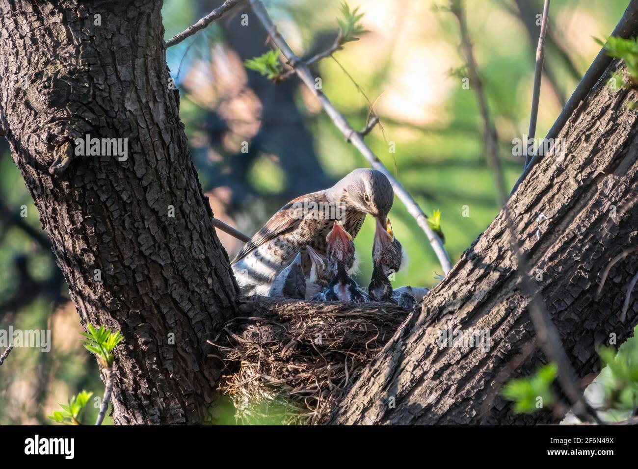 Thrush fieldfare, Turdus pilaris, in a nest with chicks. The Fieldfare ...