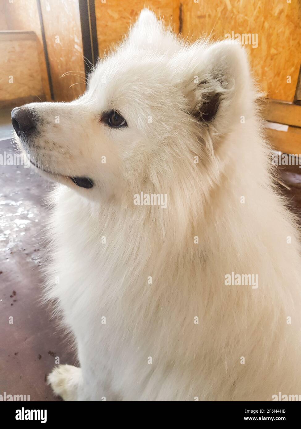 Cute white Samoyed dog poses sitting on the floor and looks away ...