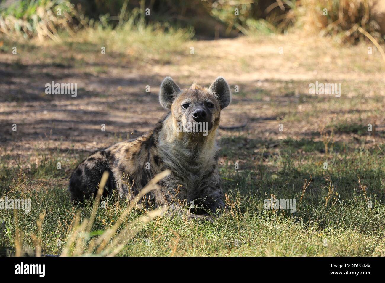 Striped Hyena sitting in the grass Stock Photo - Alamy