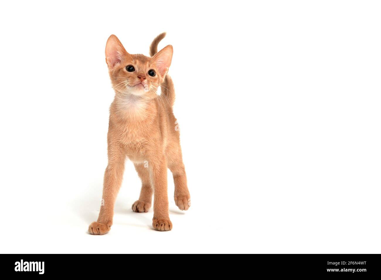 Abyssinian ginger cat stands on a white background Stock Photo - Alamy