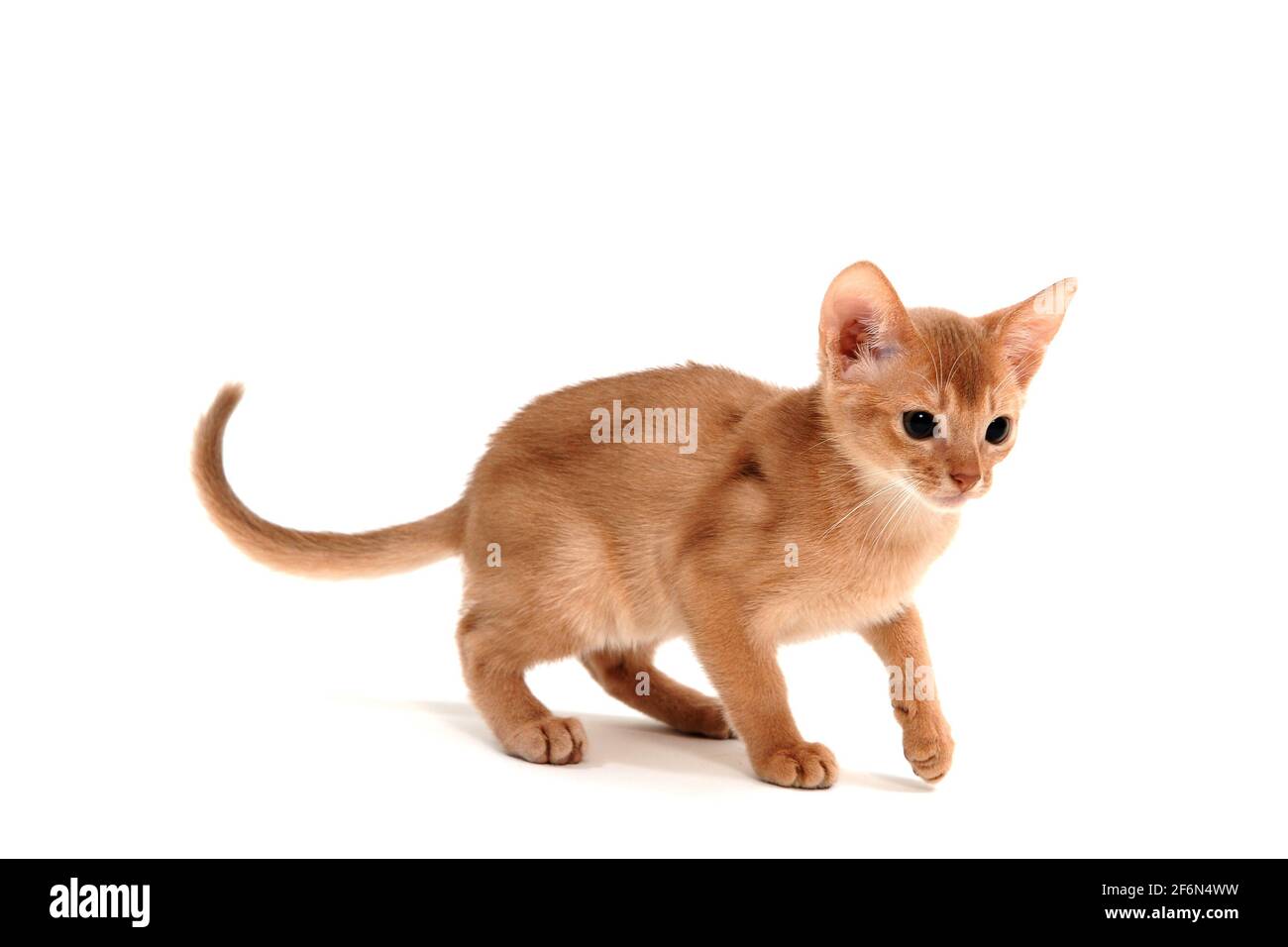 Abyssinian ginger cat stands on a white background Stock Photo - Alamy