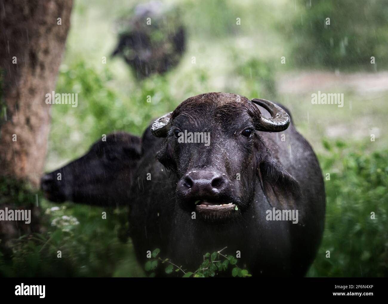 Portrait of a buffalo in the rain on the island of Sri Lanka Stock ...
